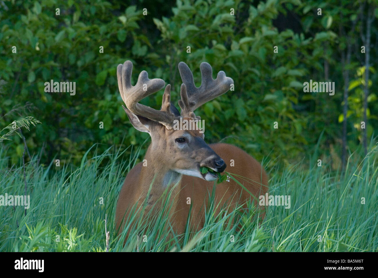White-tailed buck eating in a summer field Stock Photo - Alamy