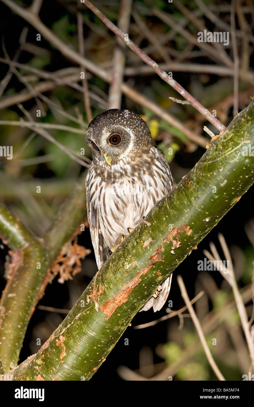 Mottled owl hi-res stock photography and images - Alamy