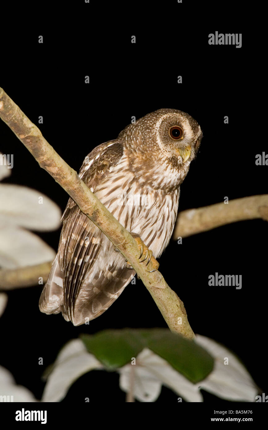Mottled wing feathers hi-res stock photography and images - Alamy