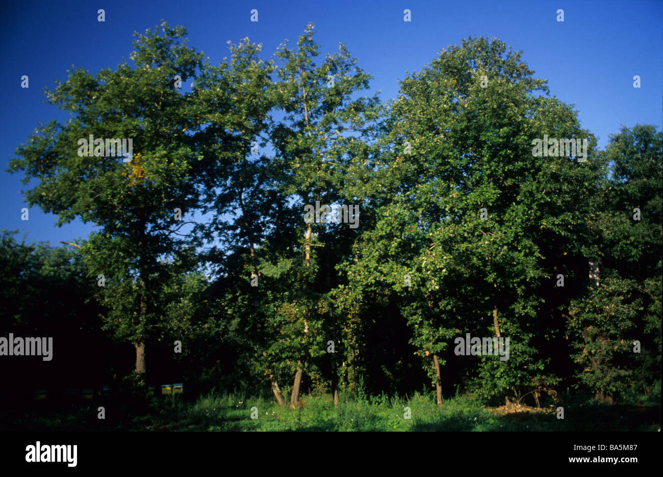 Quercus ilex italy hi-res stock photography and images - Alamy