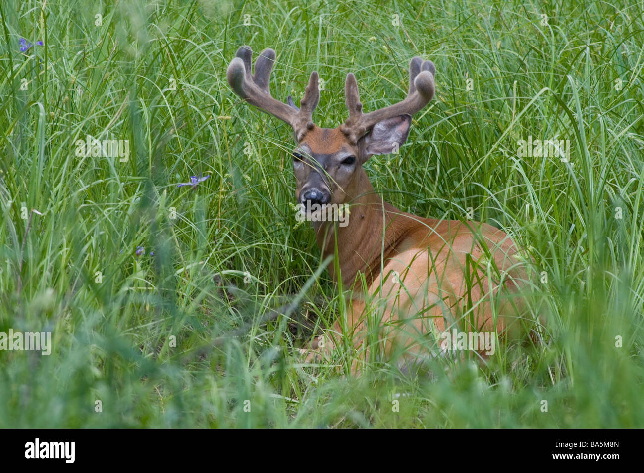 White tailed buck bedded in a summer field Stock Photo - Alamy