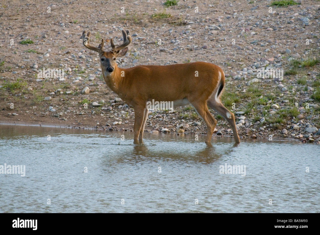 White-tailed buck standing in water Stock Photo - Alamy