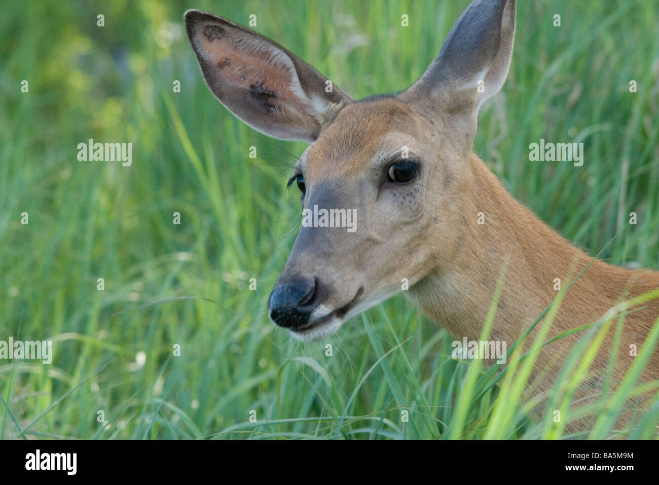 Doe looking hi-res stock photography and images - Alamy