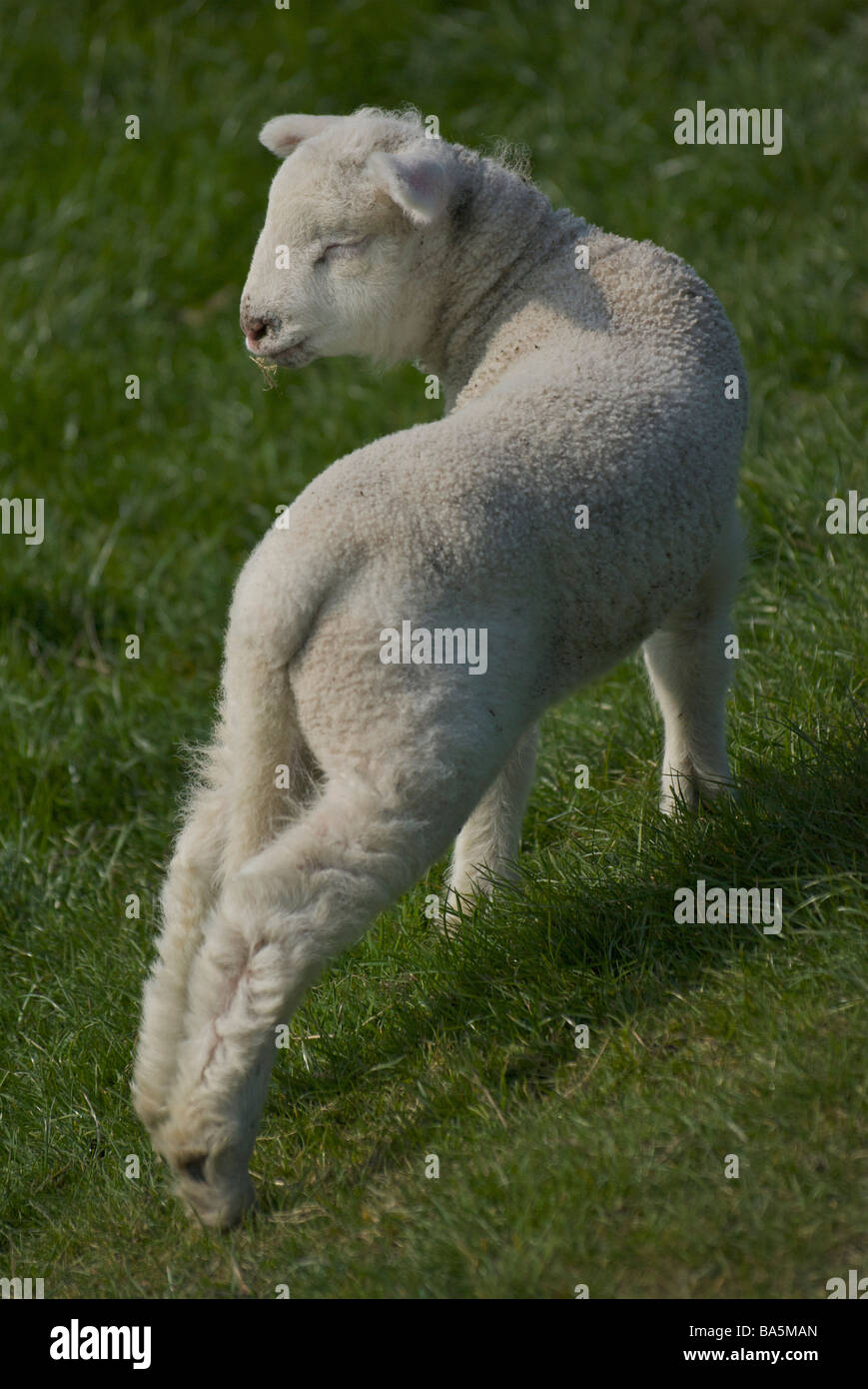 Spring lamb hi-res stock photography and images - Alamy