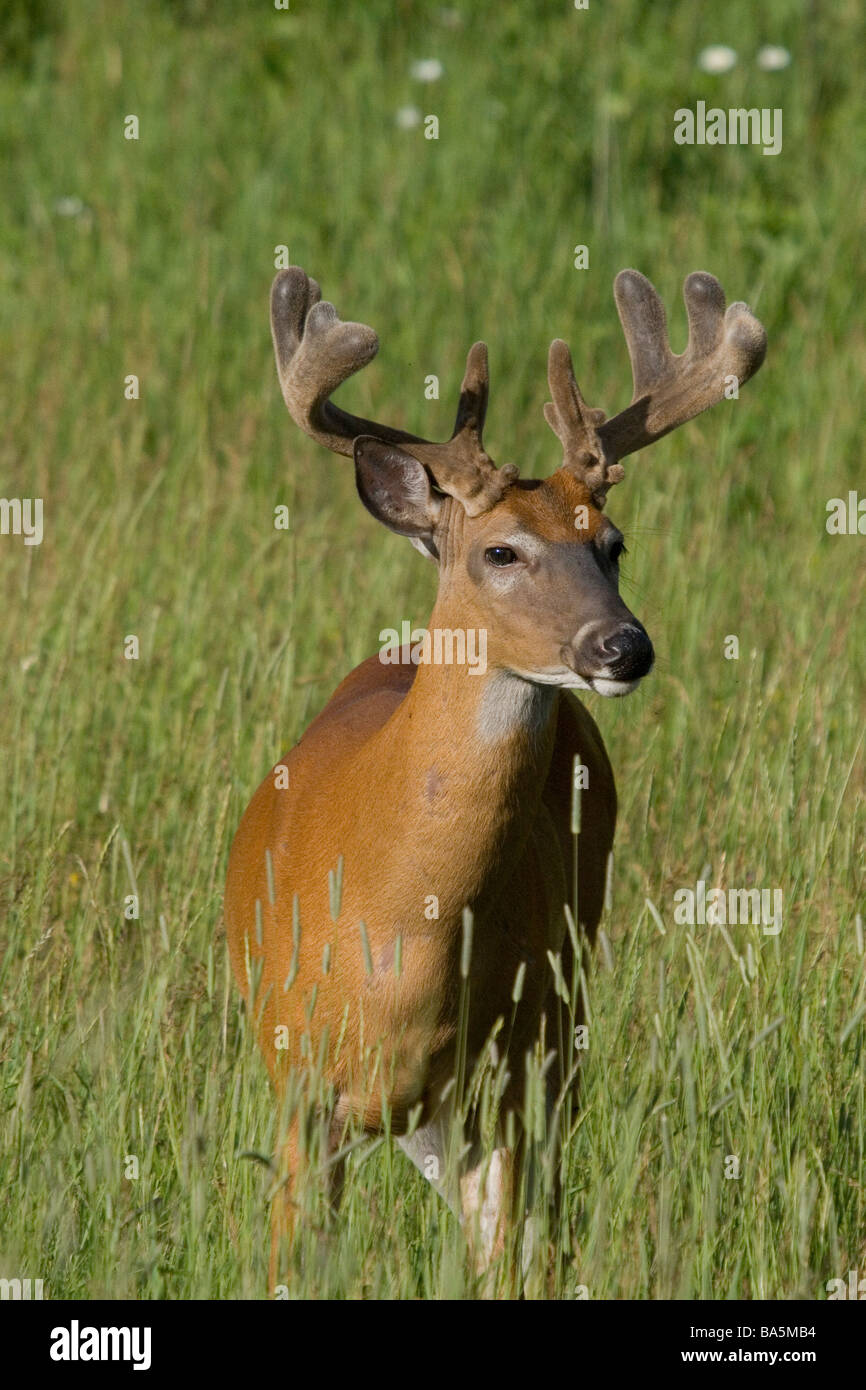 Whitetail deer buck waiting hi-res stock photography and images - Alamy