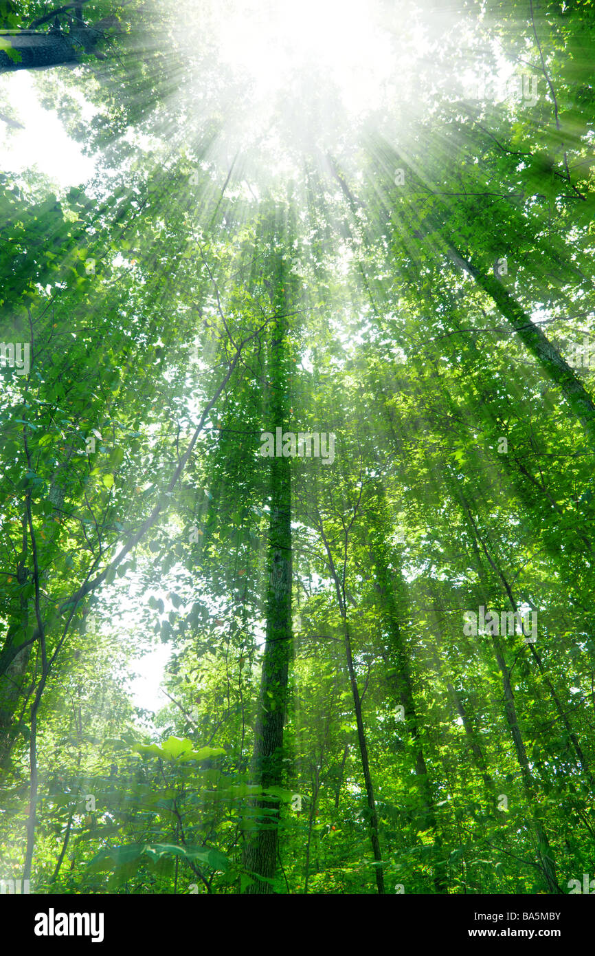 Sunshine in the forest Stock Photo - Alamy
