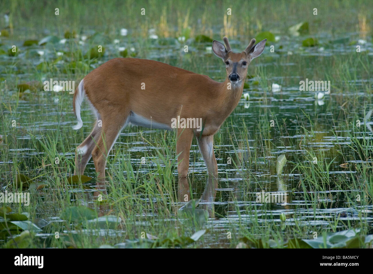Buck pond hi-res stock photography and images - Alamy