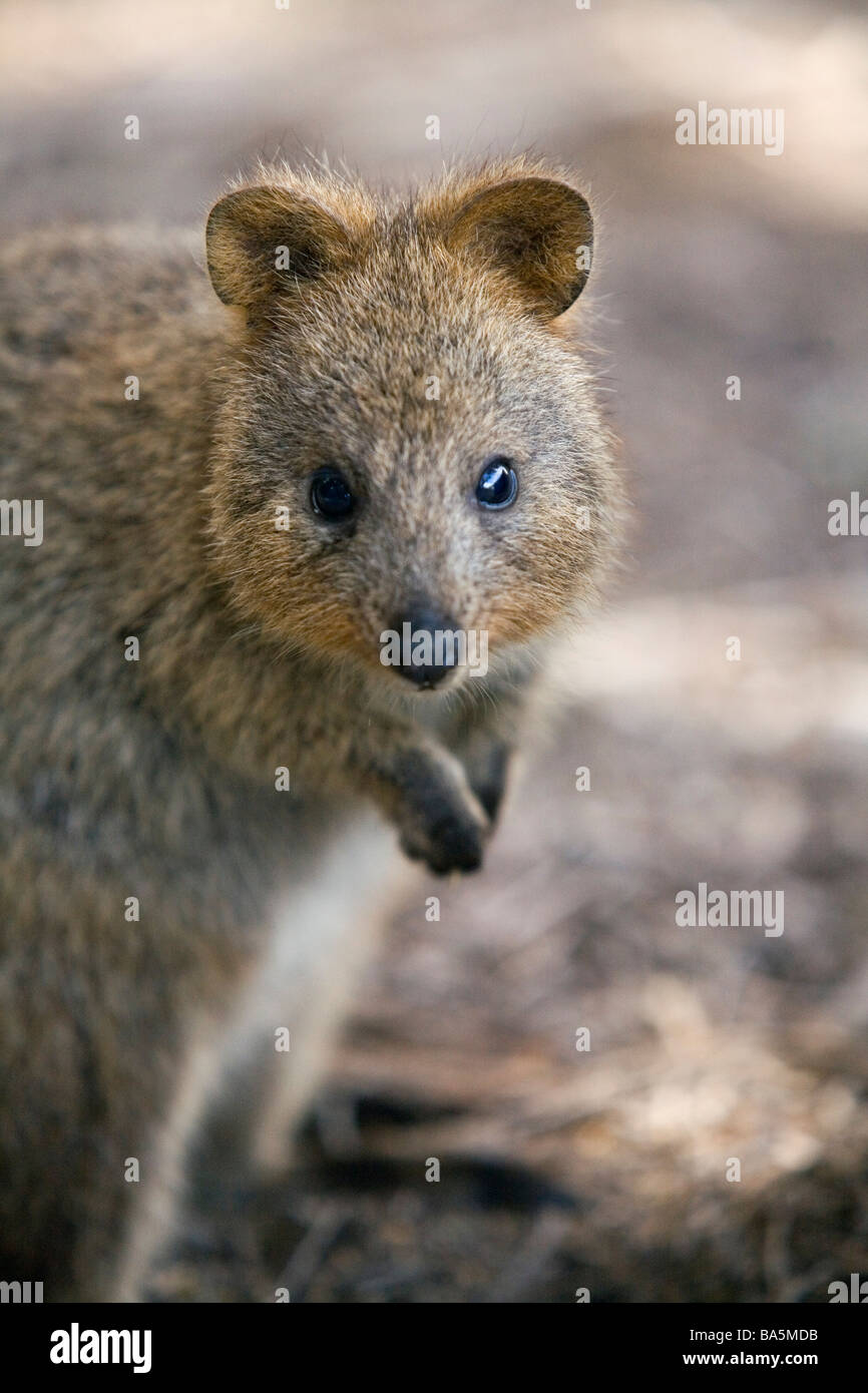 A Quokka (Setonix brachyurus) - a small marsupial native only to ...