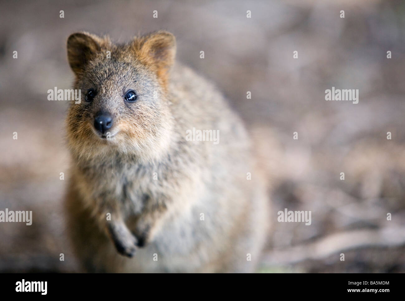 A Quokka (Setonix brachyurus) - a small marsupial native only to ...