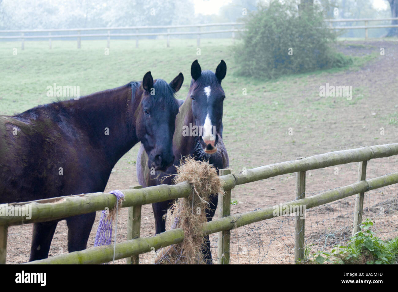 Two horses eating hay Stock Photo - Alamy