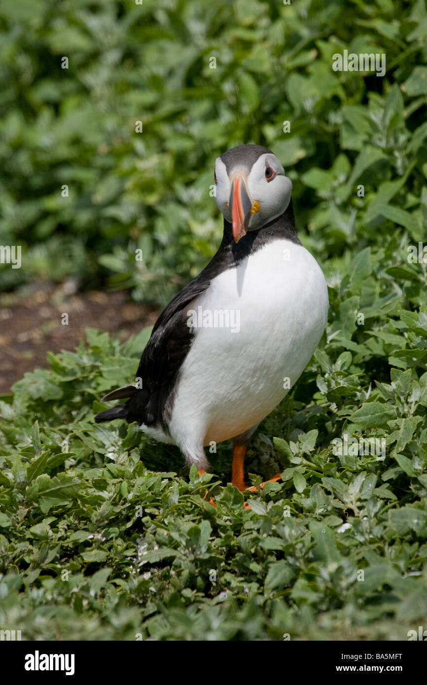 Puffin Fratercula artica Alcidae Stock Photo - Alamy