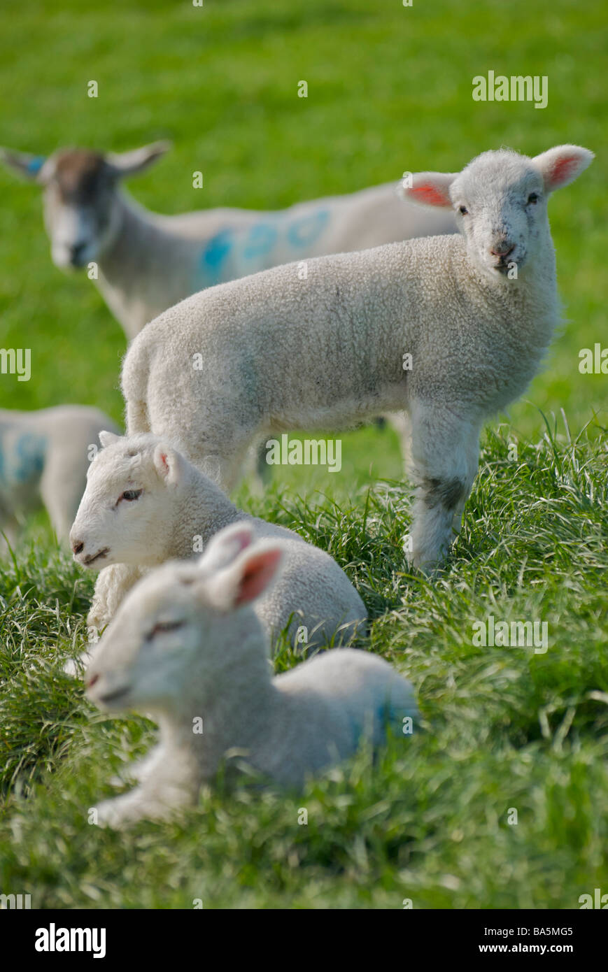 English spring lamb hi-res stock photography and images - Alamy
