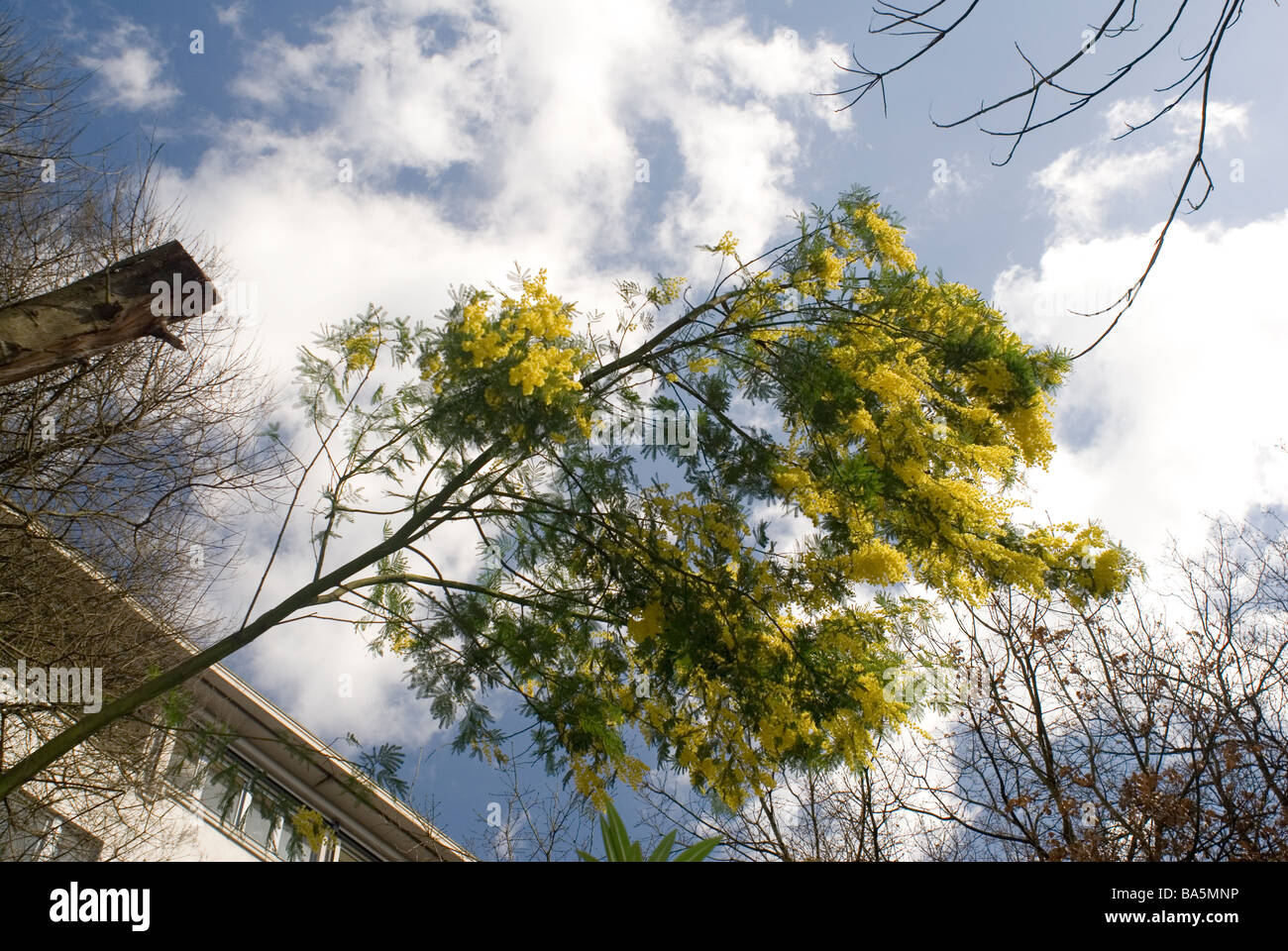 Silver Wattle, Acacia dealbata, mimosa, Fabaceae from Australia Stock ...