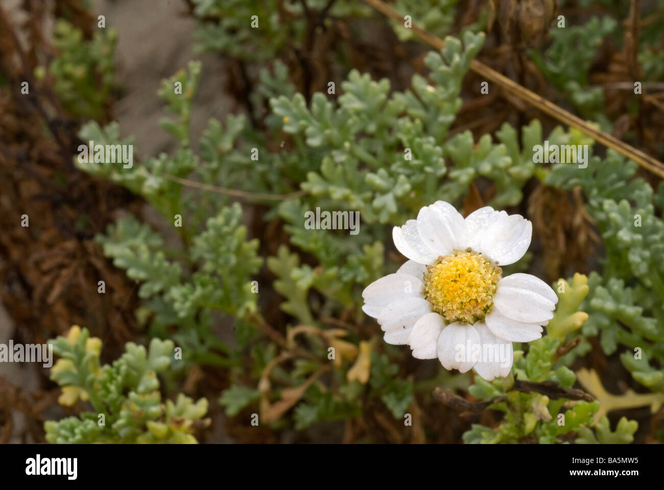 Maritime anthemis camomille Anthemis maritima, Asteraceae, Capocotta ...