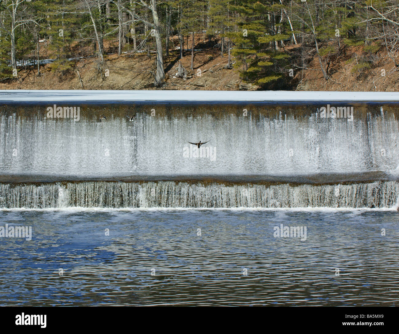 Blue duck dam hi-res stock photography and images - Alamy