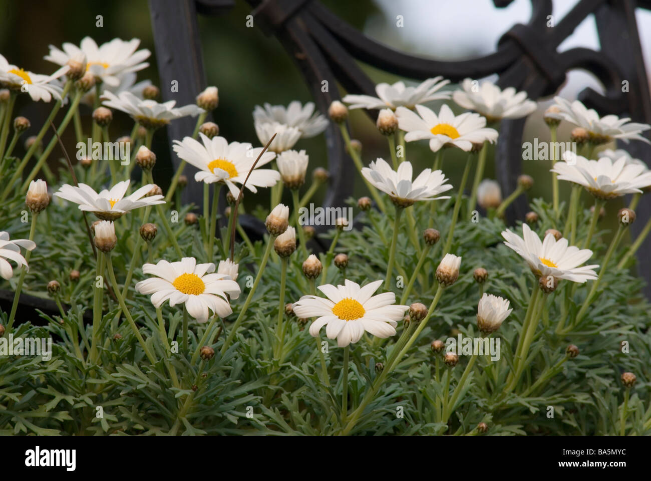 Anthemis sp hi-res stock photography and images - Alamy
