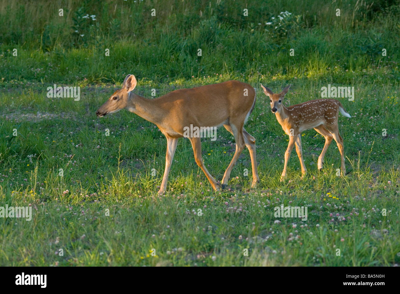 White-tailed doe with her fawn Stock Photo - Alamy