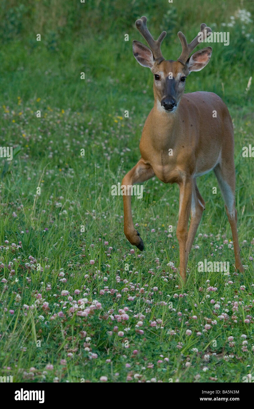 Stomping foot hi-res stock photography and images - Alamy