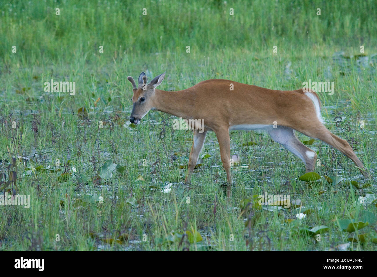 Muck rack hi-res stock photography and images - Alamy