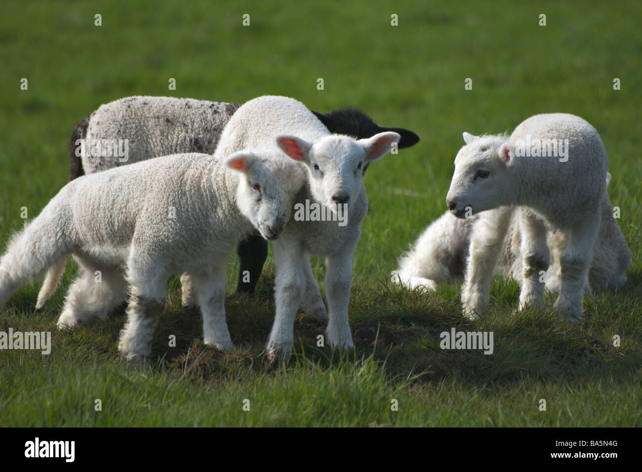 English spring lamb hi-res stock photography and images - Alamy