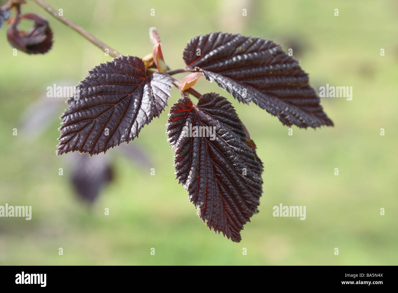 Copper beech fruit hi-res stock photography and images - Alamy