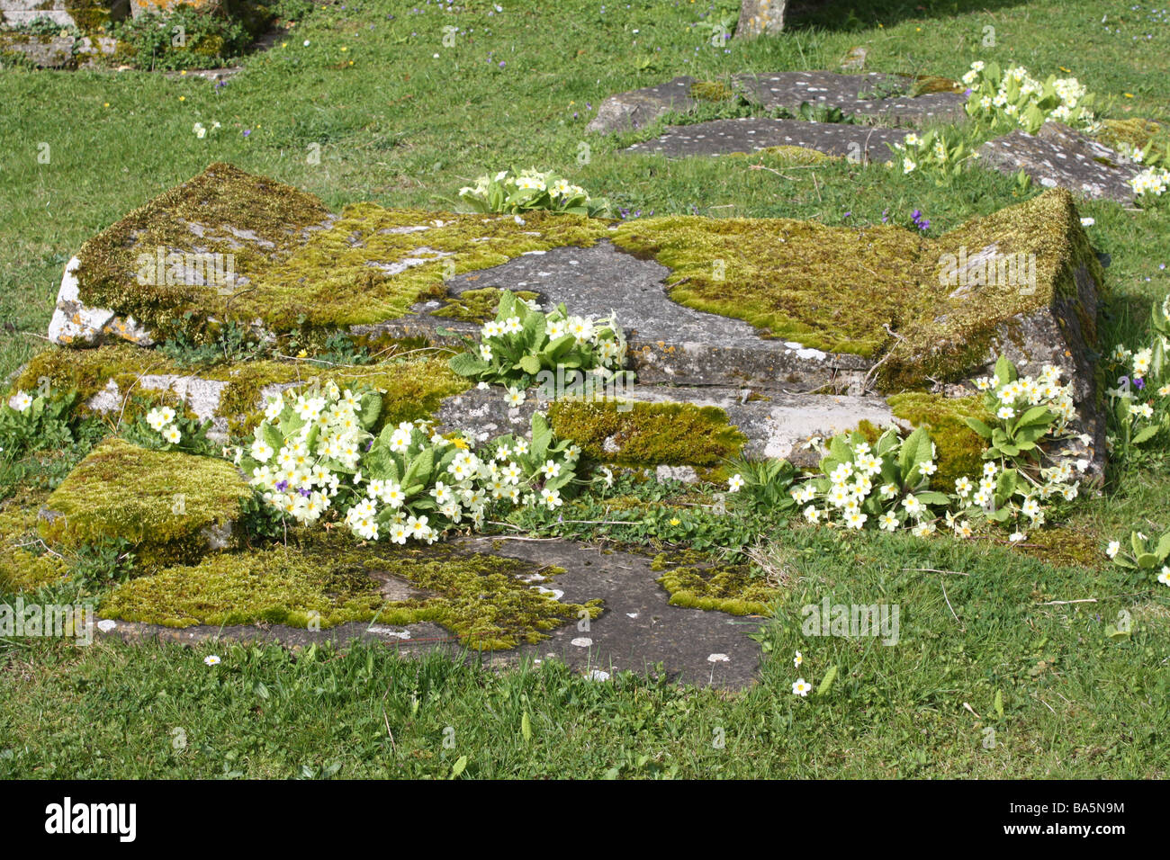 Moss Covered Graves High Resolution Stock Photography and Images - Alamy