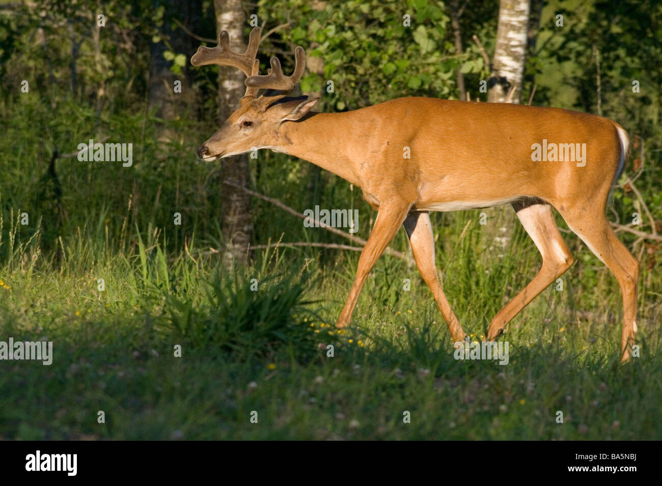 White-tailed buck walking Stock Photo - Alamy