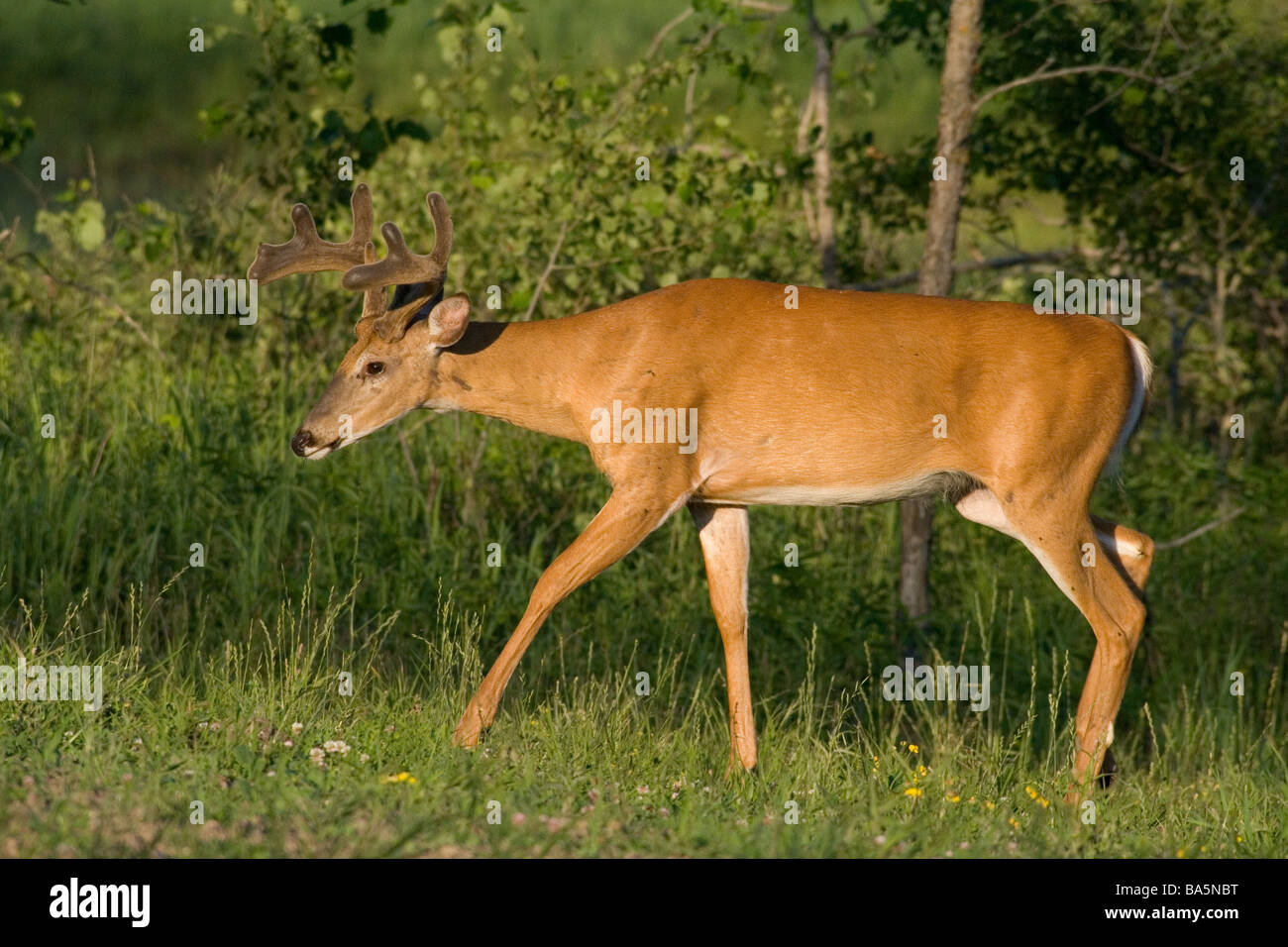 White-tailed buck walking Stock Photo - Alamy