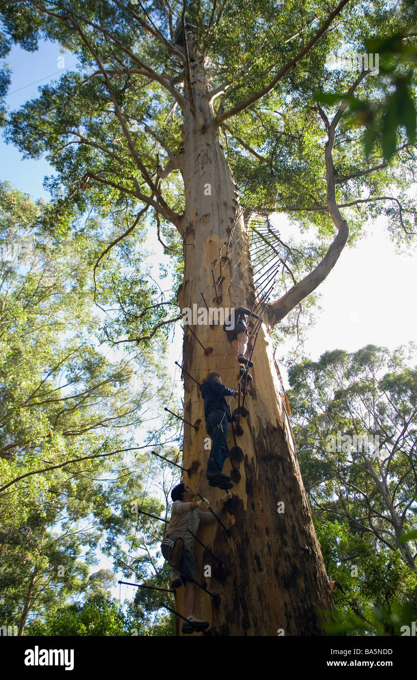 Gloucester Tree. Gloucester National Park, Pemberton, Western Australia ...