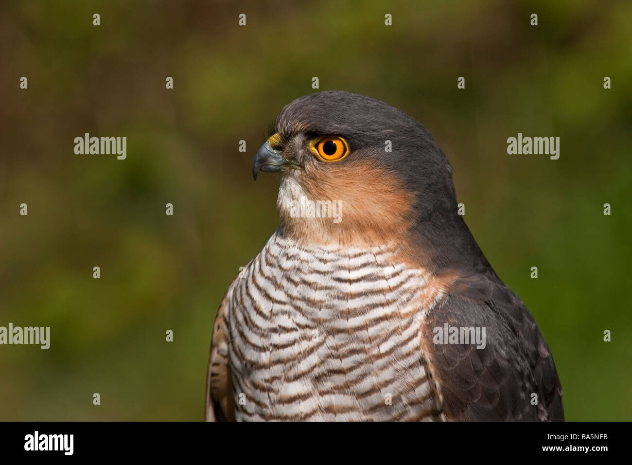 Sparrowhawk hi-res stock photography and images - Alamy
