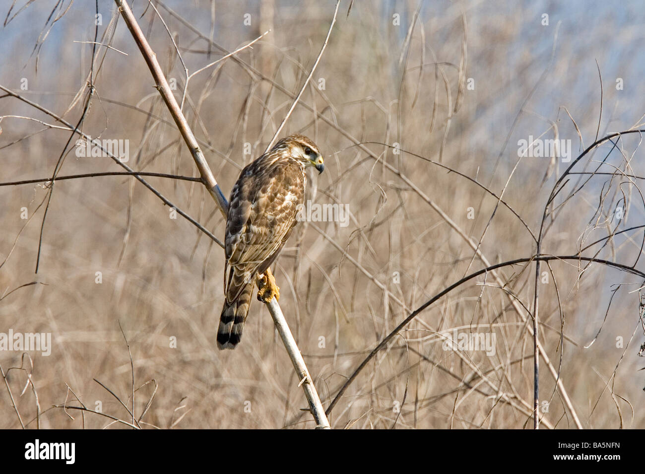 Flying hawk hi-res stock photography and images - Alamy