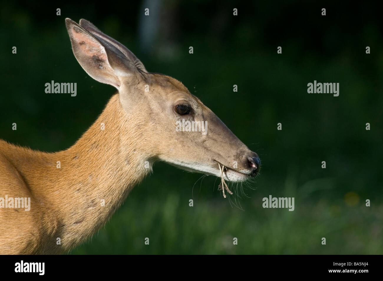 Doe foraging hi-res stock photography and images - Alamy