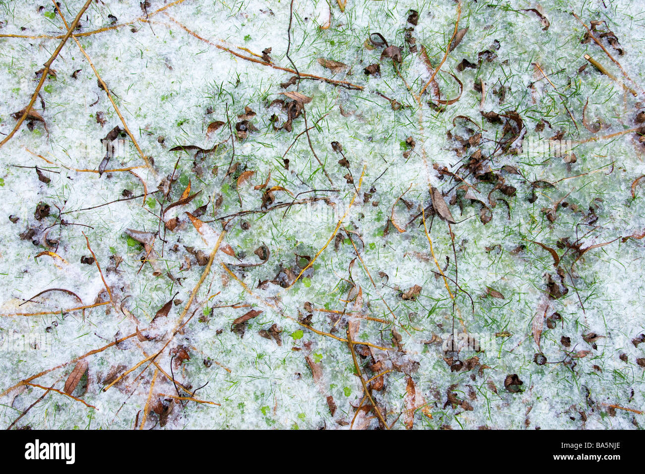 grass covered with light snow / frost Stock Photo - Alamy