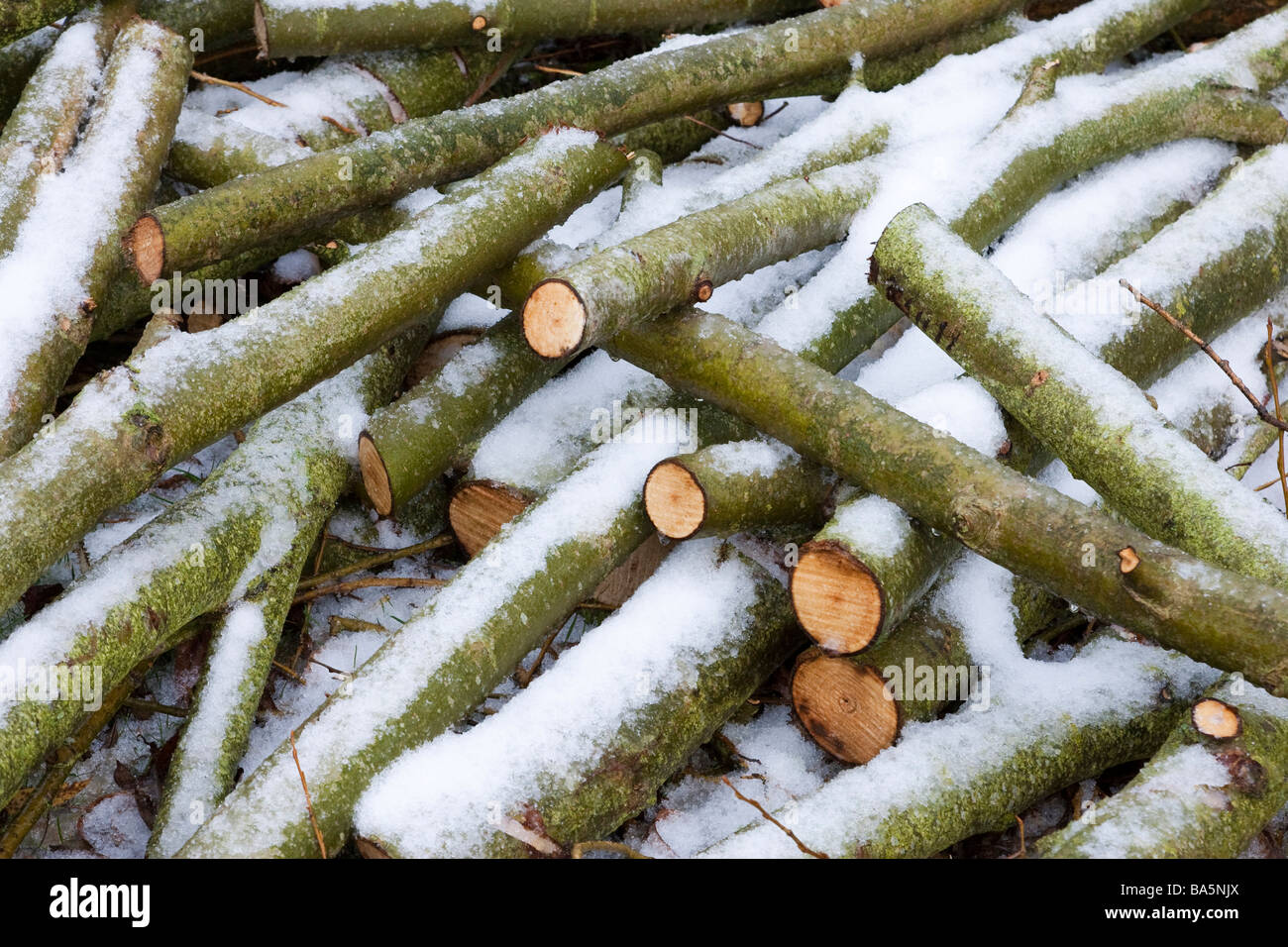 Frost covered log hi-res stock photography and images - Alamy
