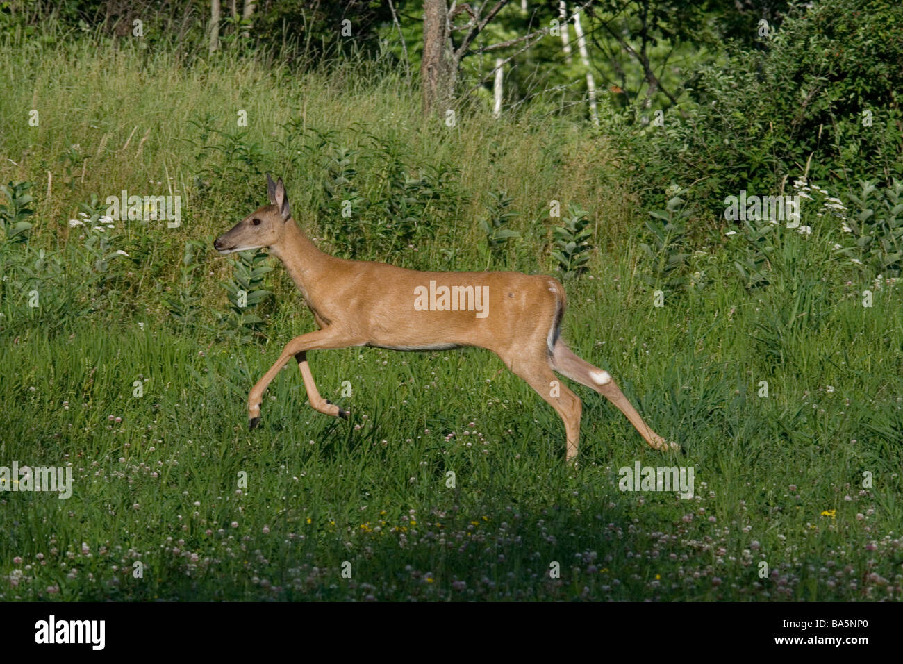 White-tailed doe running Stock Photo - Alamy