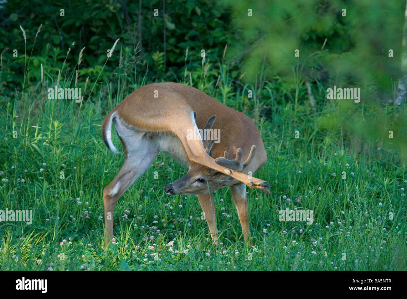 White-tailed buck scratching his velvet antlers Stock Photo - Alamy
