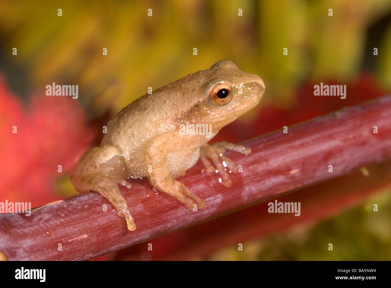 Peeper jump hi-res stock photography and images - Alamy