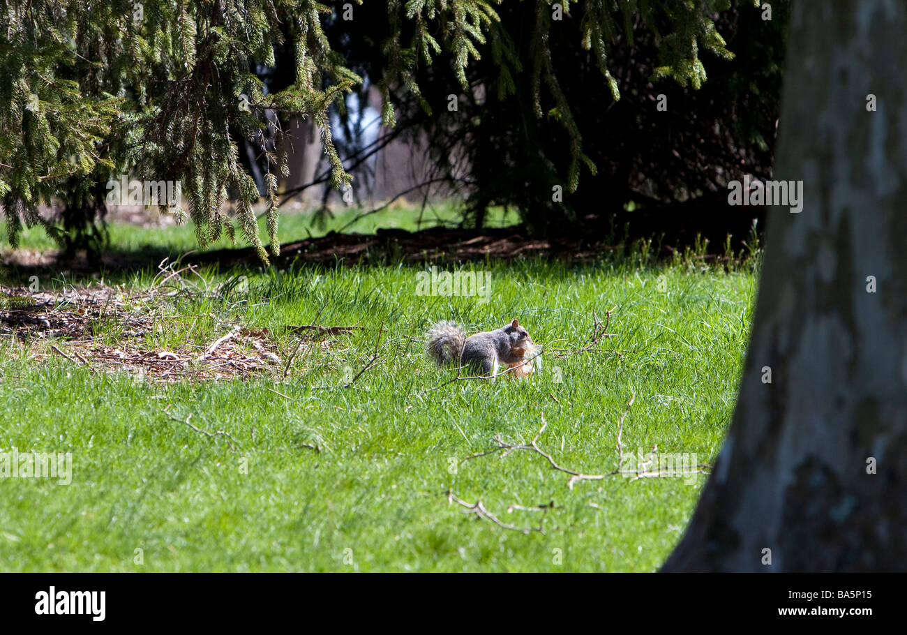 tree animal nature natural world wild outdoors wildlife alert still ...