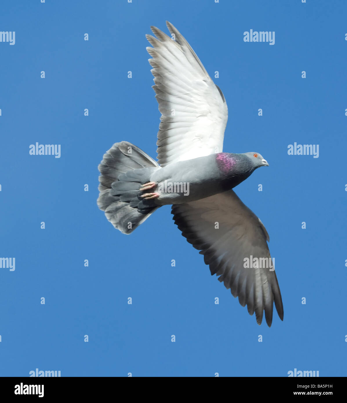 Feral pigeon hi-res stock photography and images - Alamy
