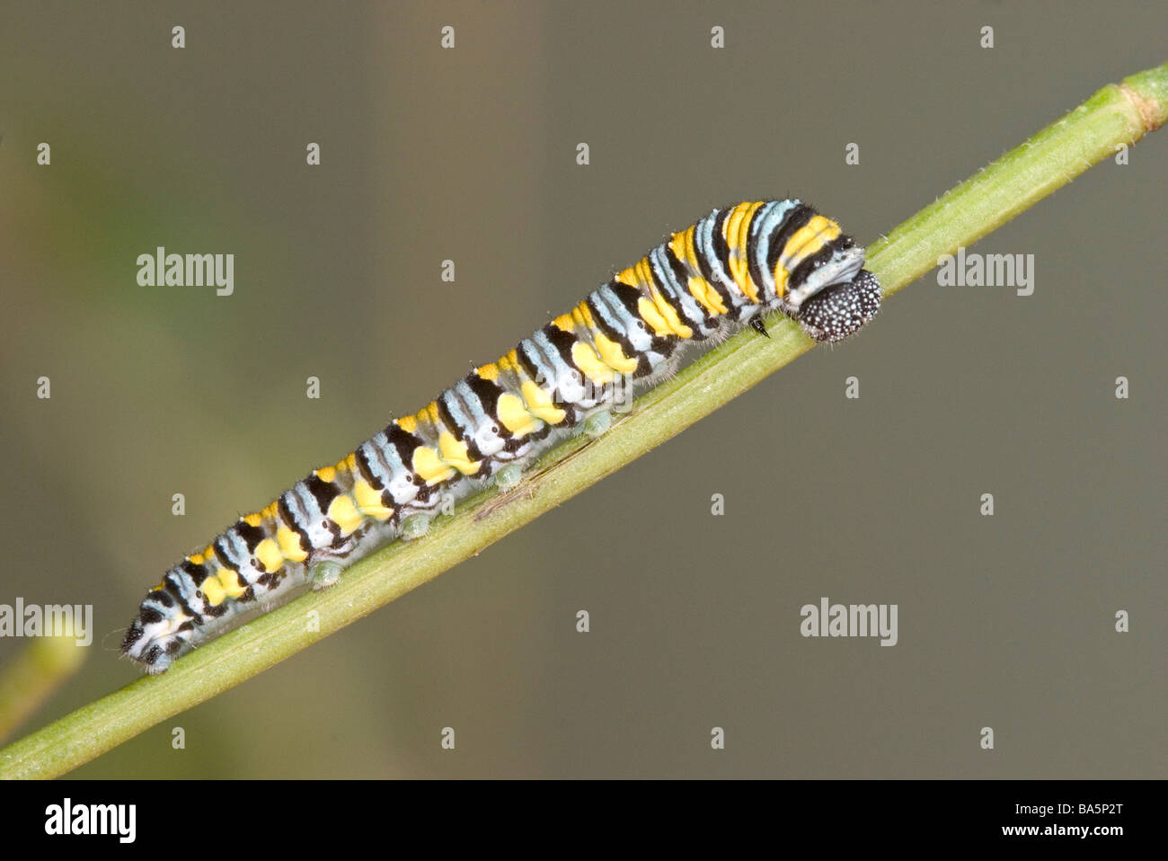 White larvae hi-res stock photography and images - Alamy