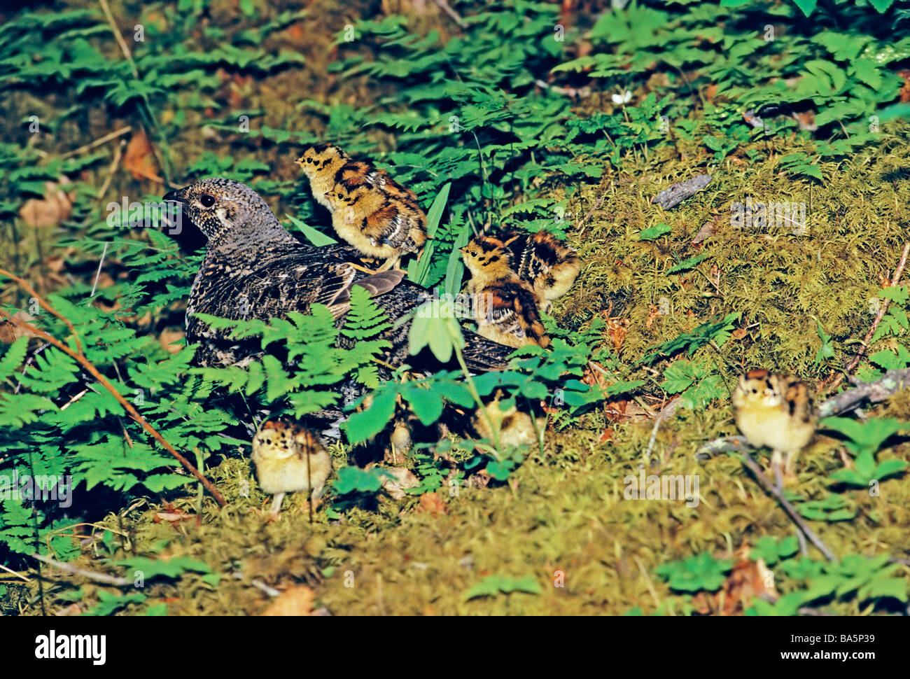 Fool hen hi-res stock photography and images - Alamy