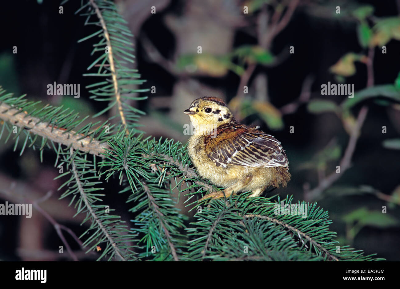 Baby grouse hi-res stock photography and images - Alamy