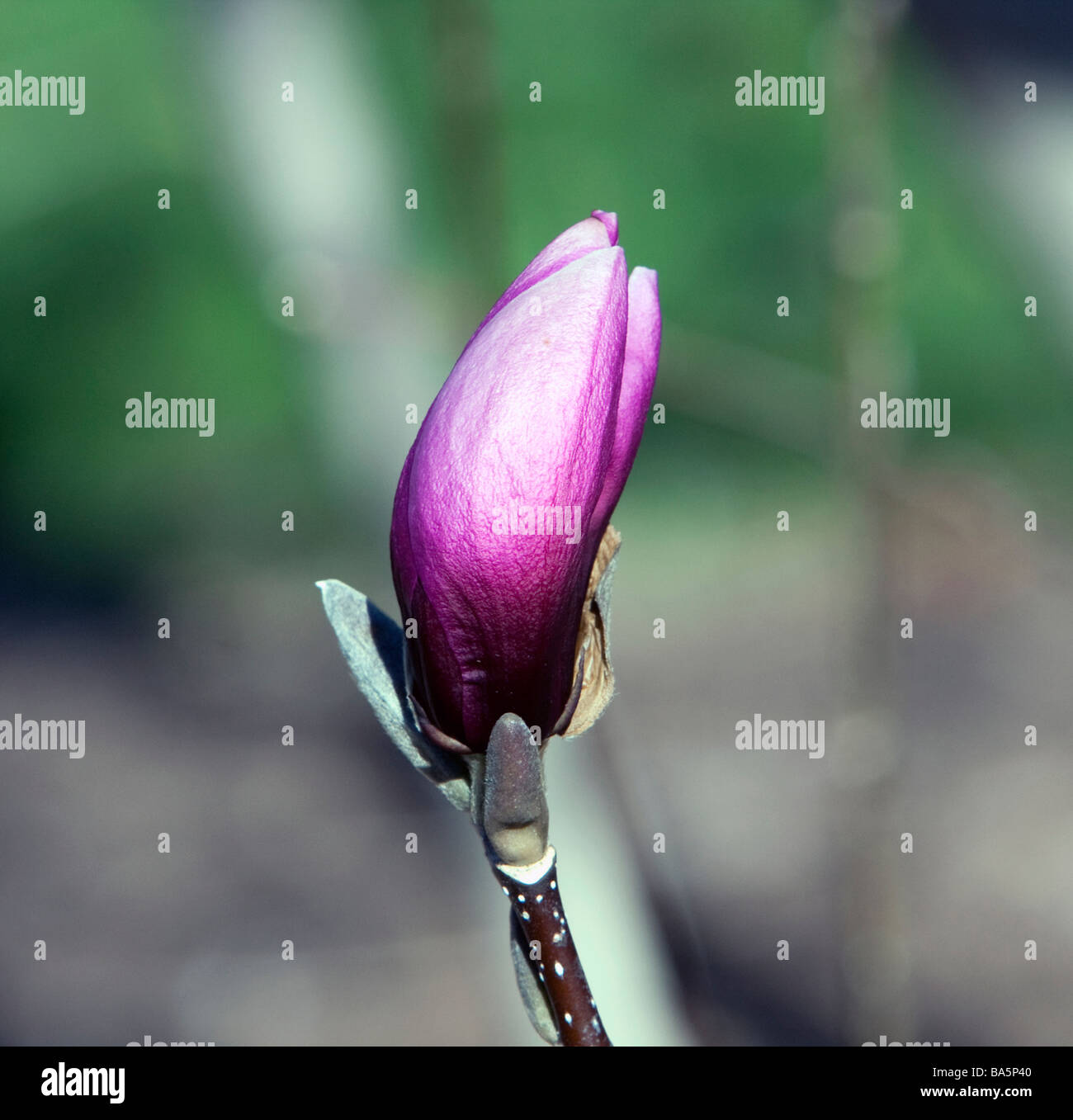 A purple MAGNOLIA X 'SUSAN' MAGNOLIACEAE CULTIVAR Stock Photo - Alamy