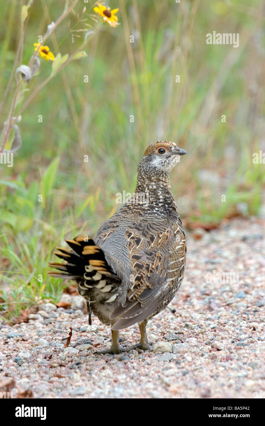 Fool Hen High Resolution Stock Photography and Images - Alamy