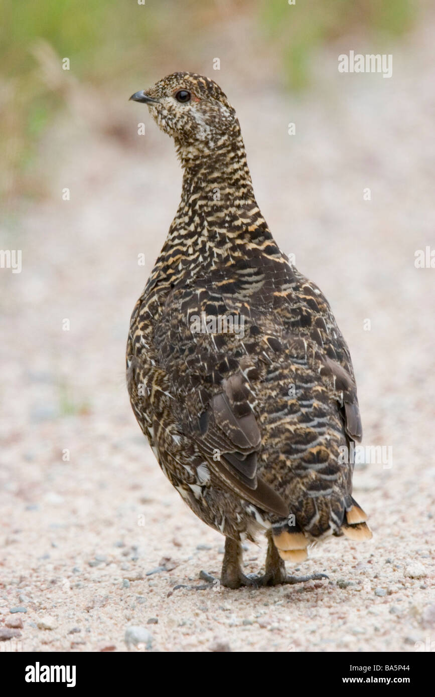 Plumed or feathered animal hi-res stock photography and images - Alamy
