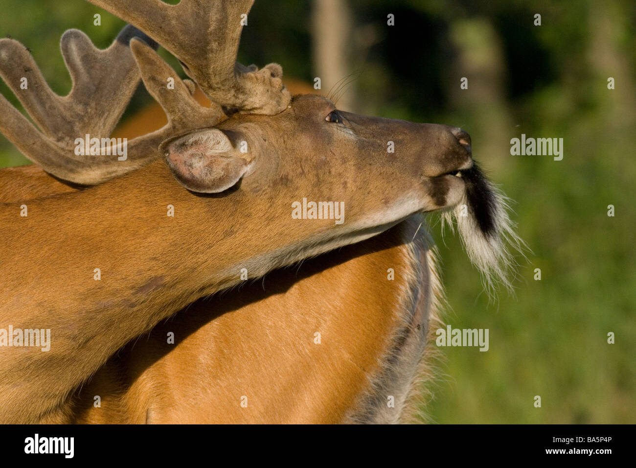 White-tailed buck grooming Stock Photo - Alamy