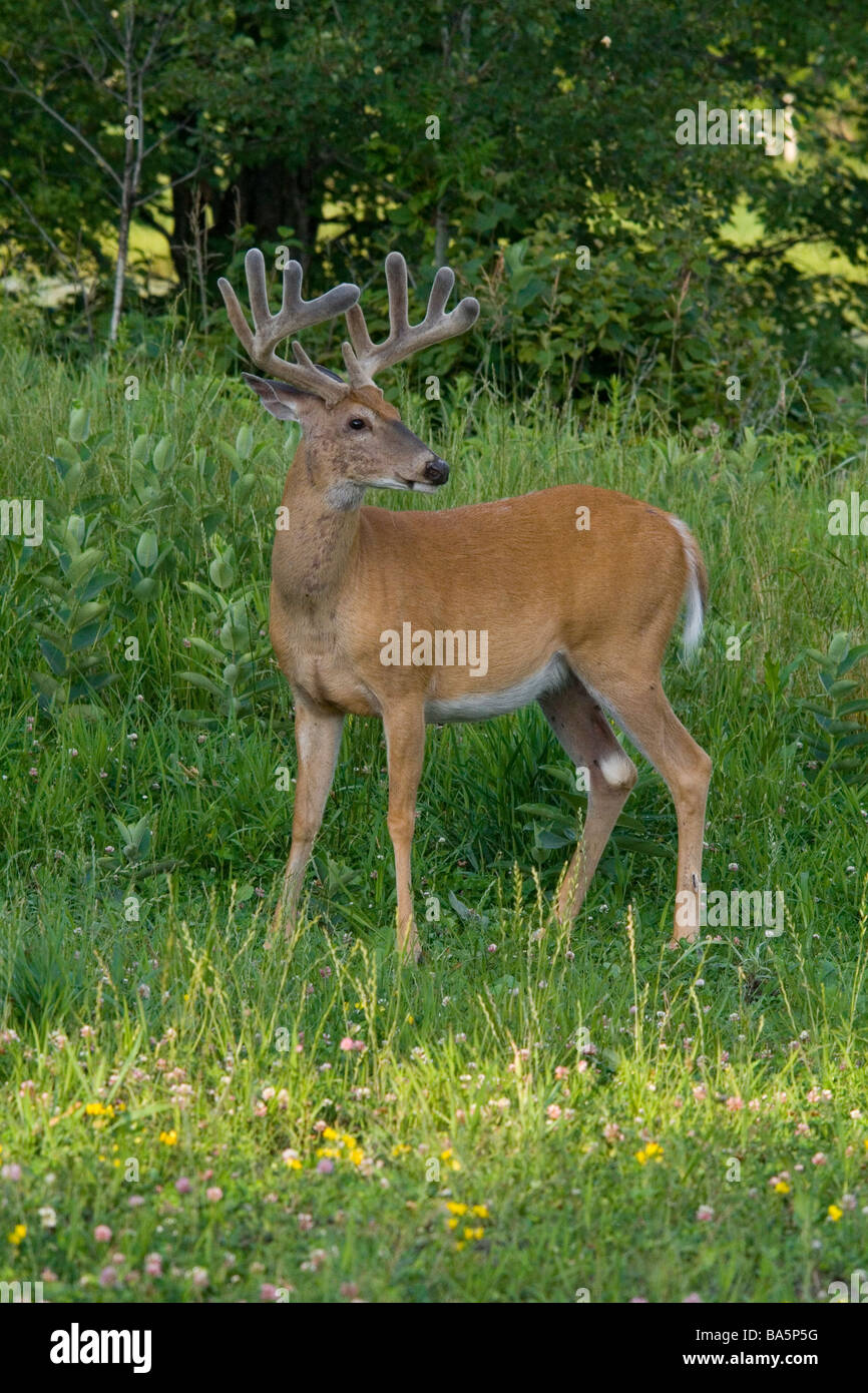Buck growing antlers hi-res stock photography and images - Alamy