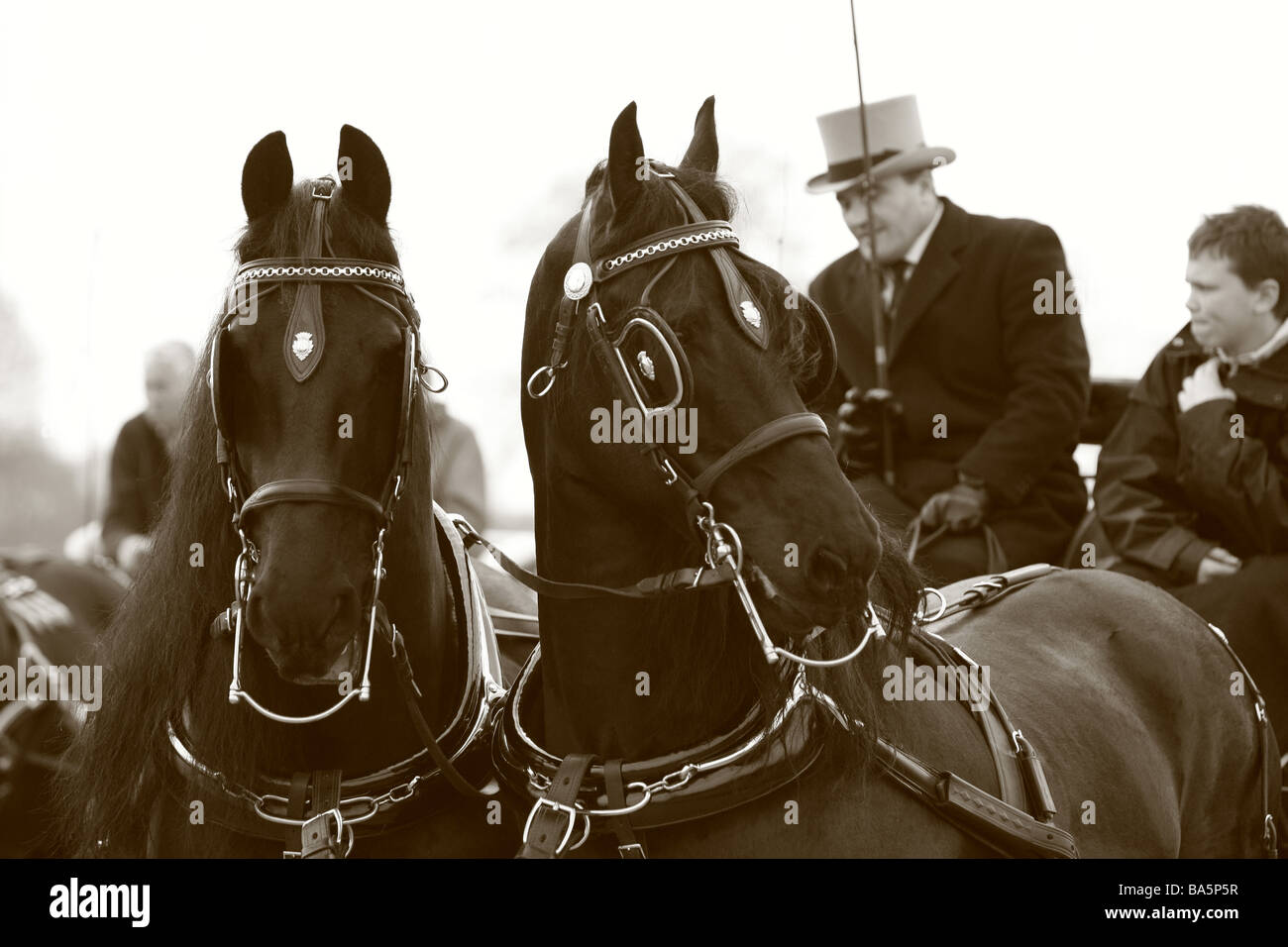 Horses pulling carriages at The London Harness Horse Parade Stock Photo ...