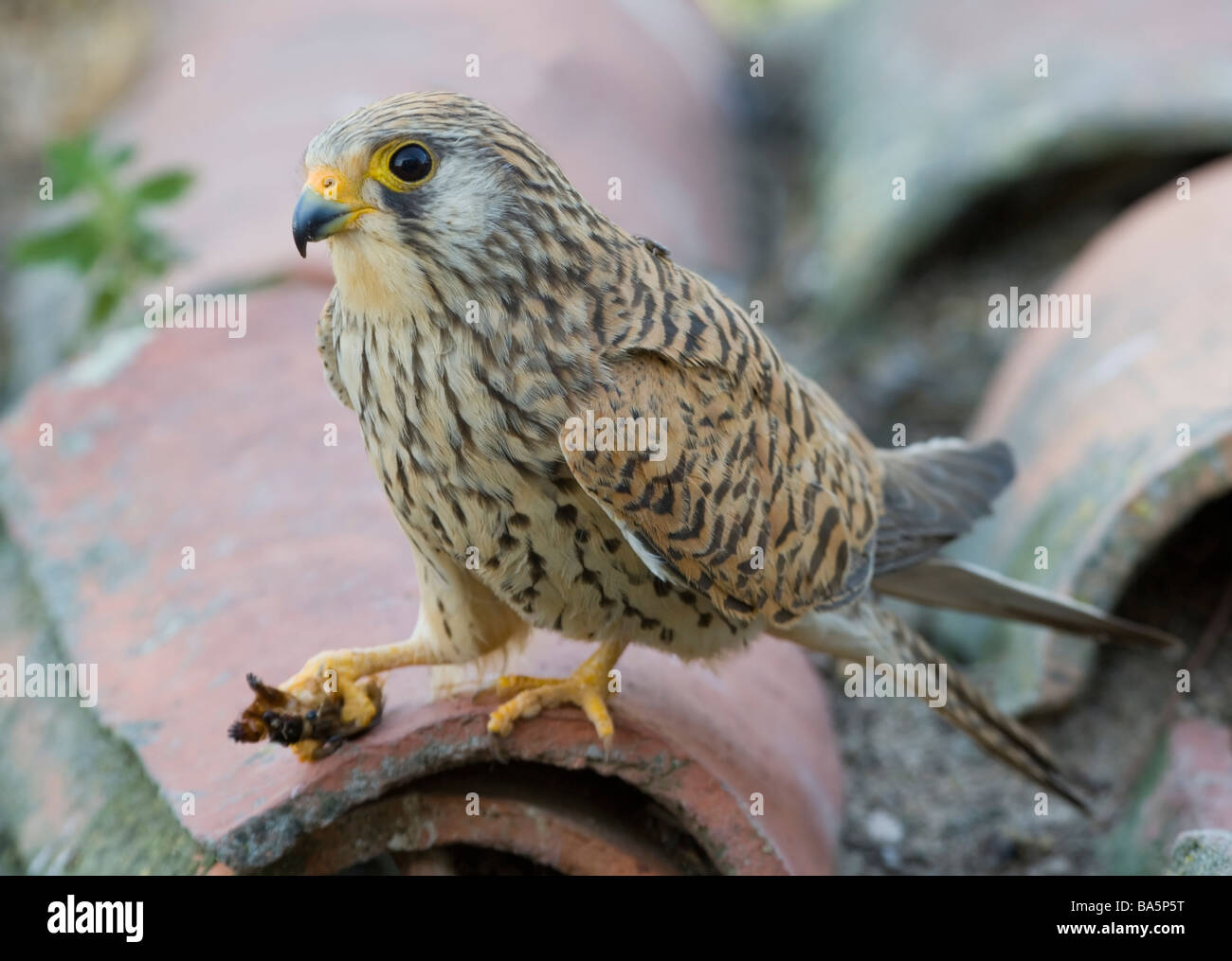 Female Lesser Kestrel Falco naumanni with insect Extremadura Spain ...