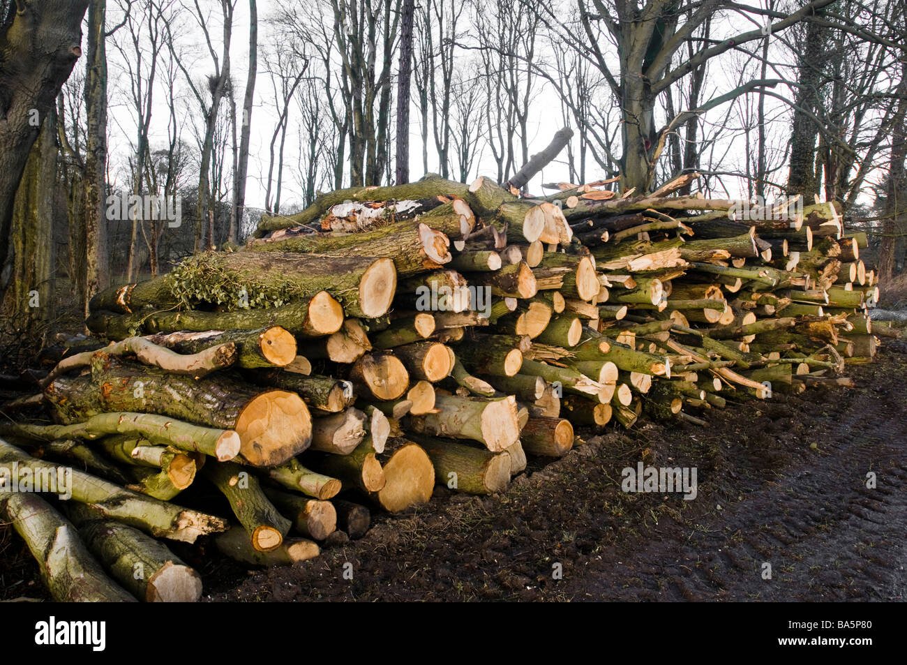 Stacked tree trunks ready for removal during a tree conservation ...
